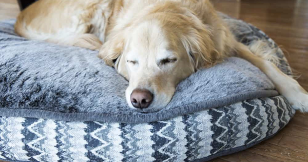 Why Do Dogs Need Beds?